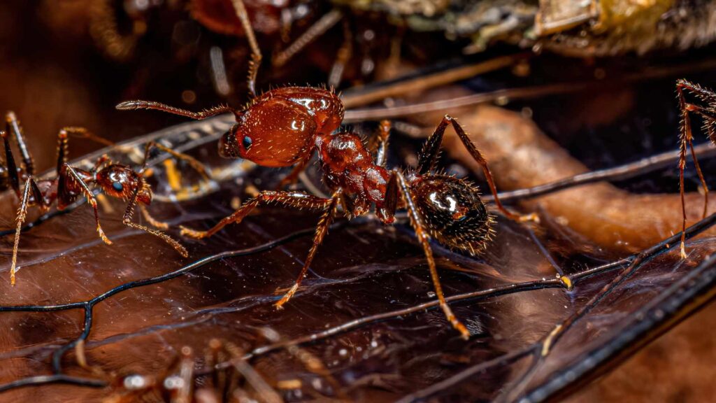 How to Identify and Control Big Headed Ants in Your Home