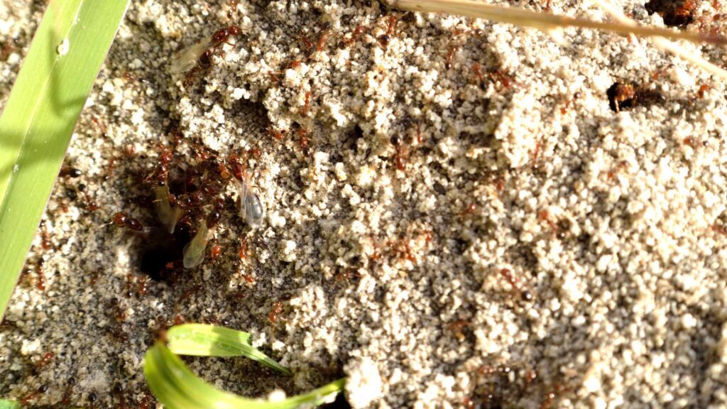 How to Identify and Control Fire Ants in Your Yard