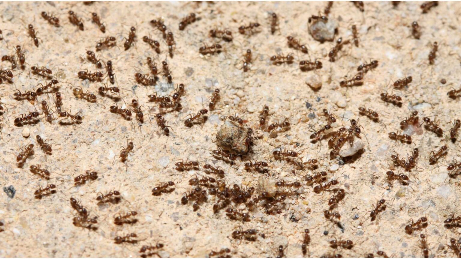 Tawny Ants: Habitat, Behavior, and Interesting Facts